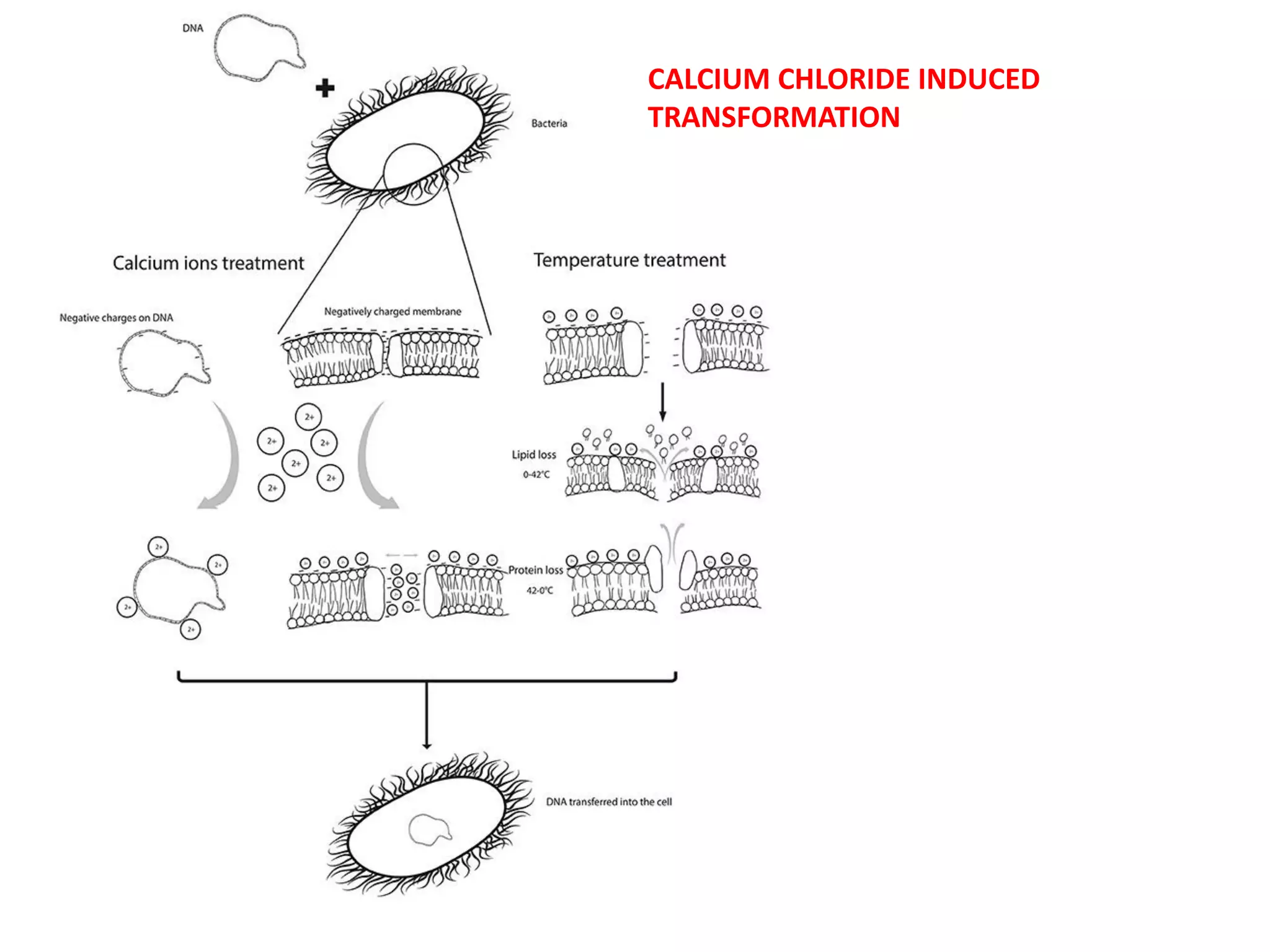 Chemical method of transformation | PDF