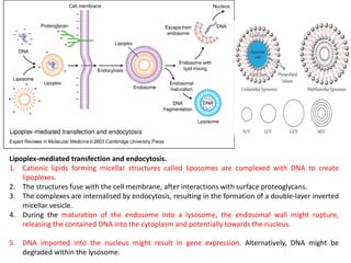 Chemical method of transformation | PDF