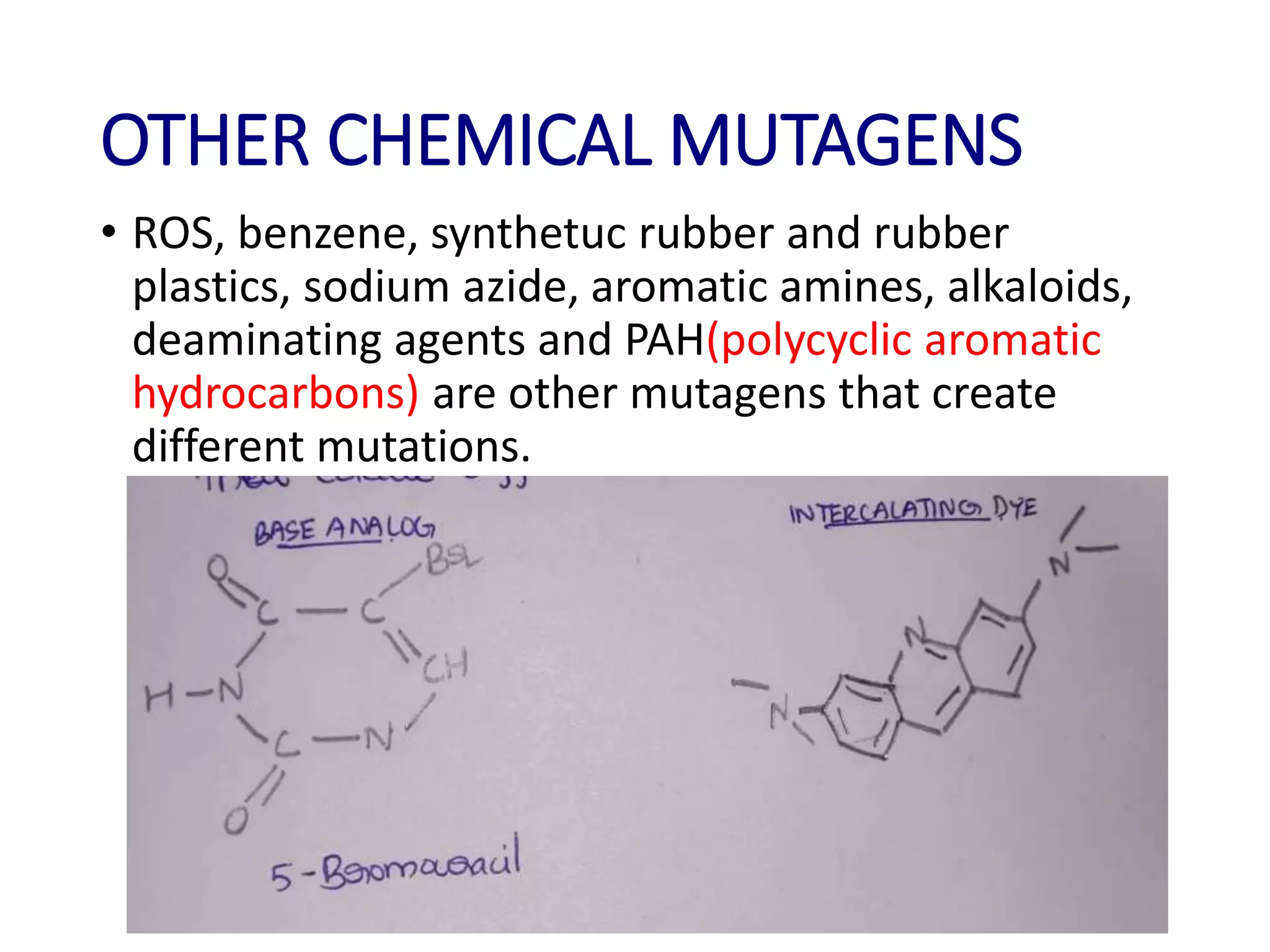 CHEMICAL MUTAGENIC AGENTS | PPTX | Chemistry | Science