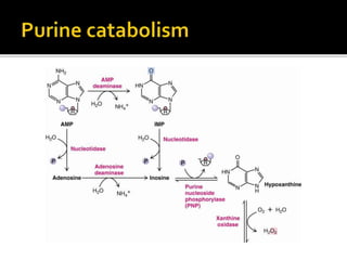 Chemical nature, biosynthesis & degradation of purines | PPTX