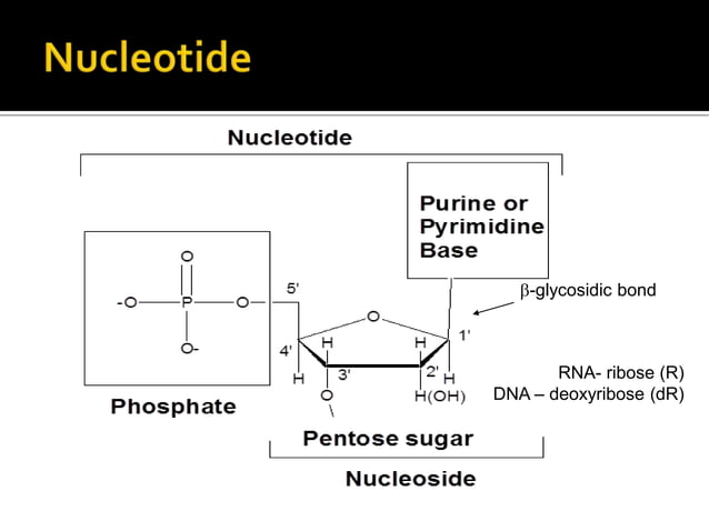Chemical nature, biosynthesis & degradation of purines | PPTX