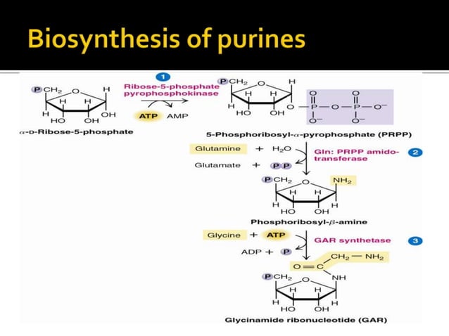 Chemical nature, biosynthesis & degradation of purines | PPTX