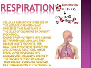 Chemical reactions in daily life | PPTX