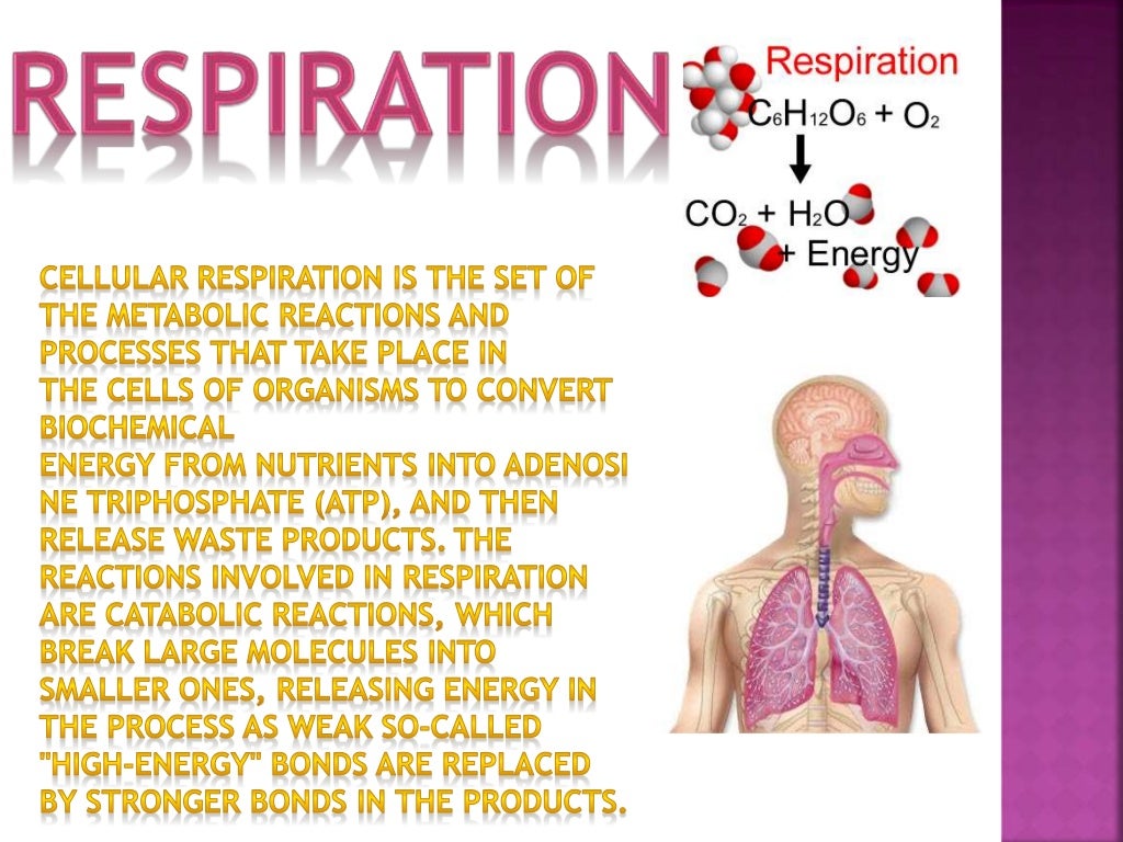 Chemical Reactions In Daily Life chemical-reactions-in-daily-life