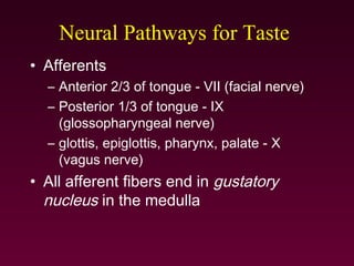 Chemical Senses | PPT