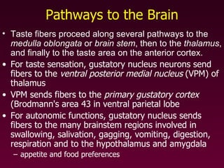 Chemical Senses | PPT