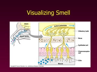 Chemical Senses | PPT