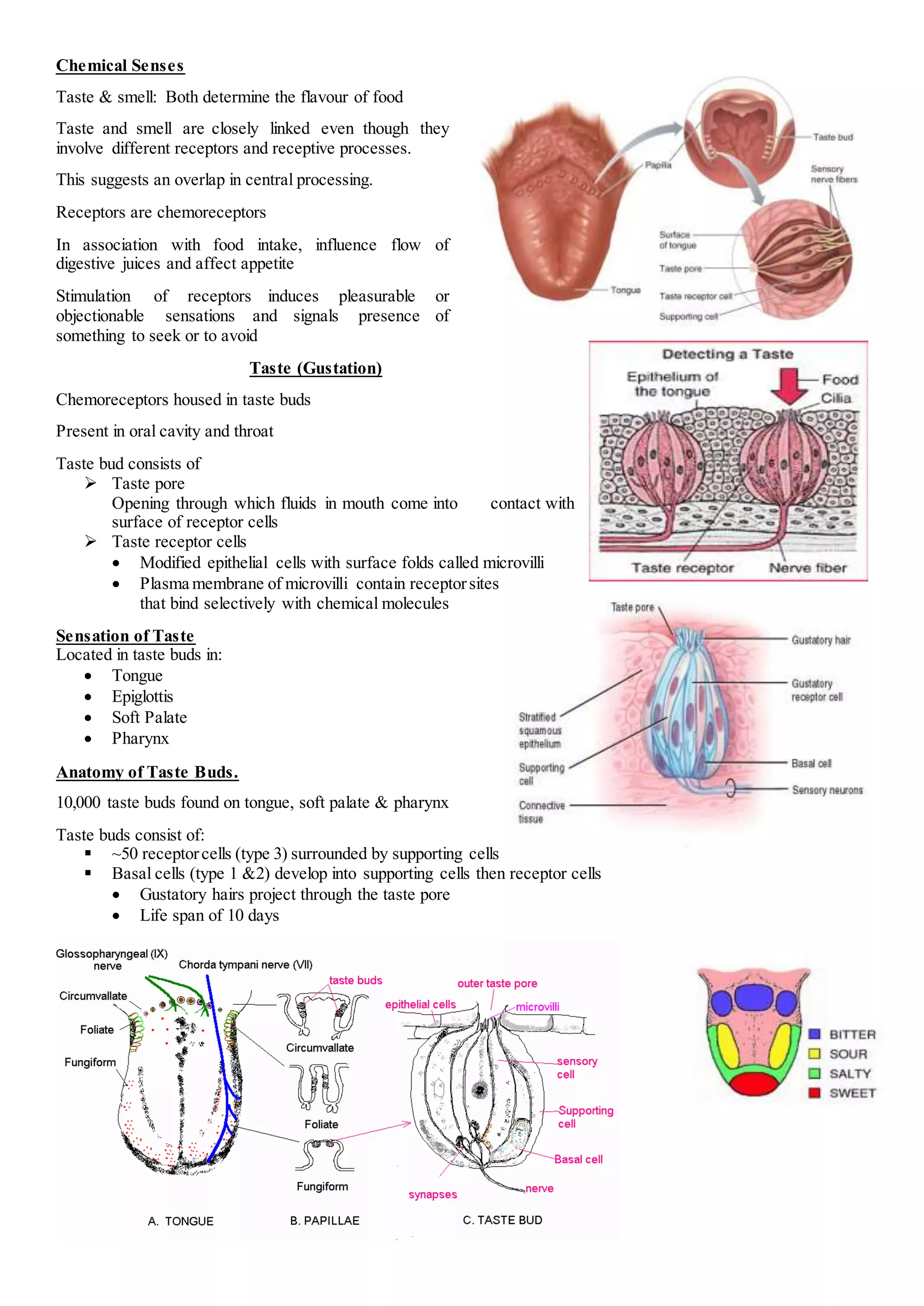 Chemical senses | DOCX