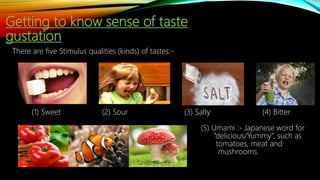 Chemical senses :- Taste and Smell | PPTX