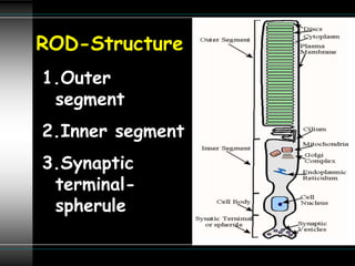 chemical senses.ppt anatomy and physiology | PPT