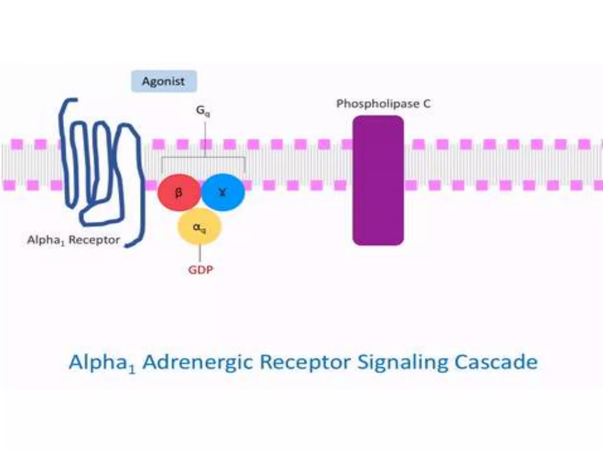 Chemical Signalling.pptx