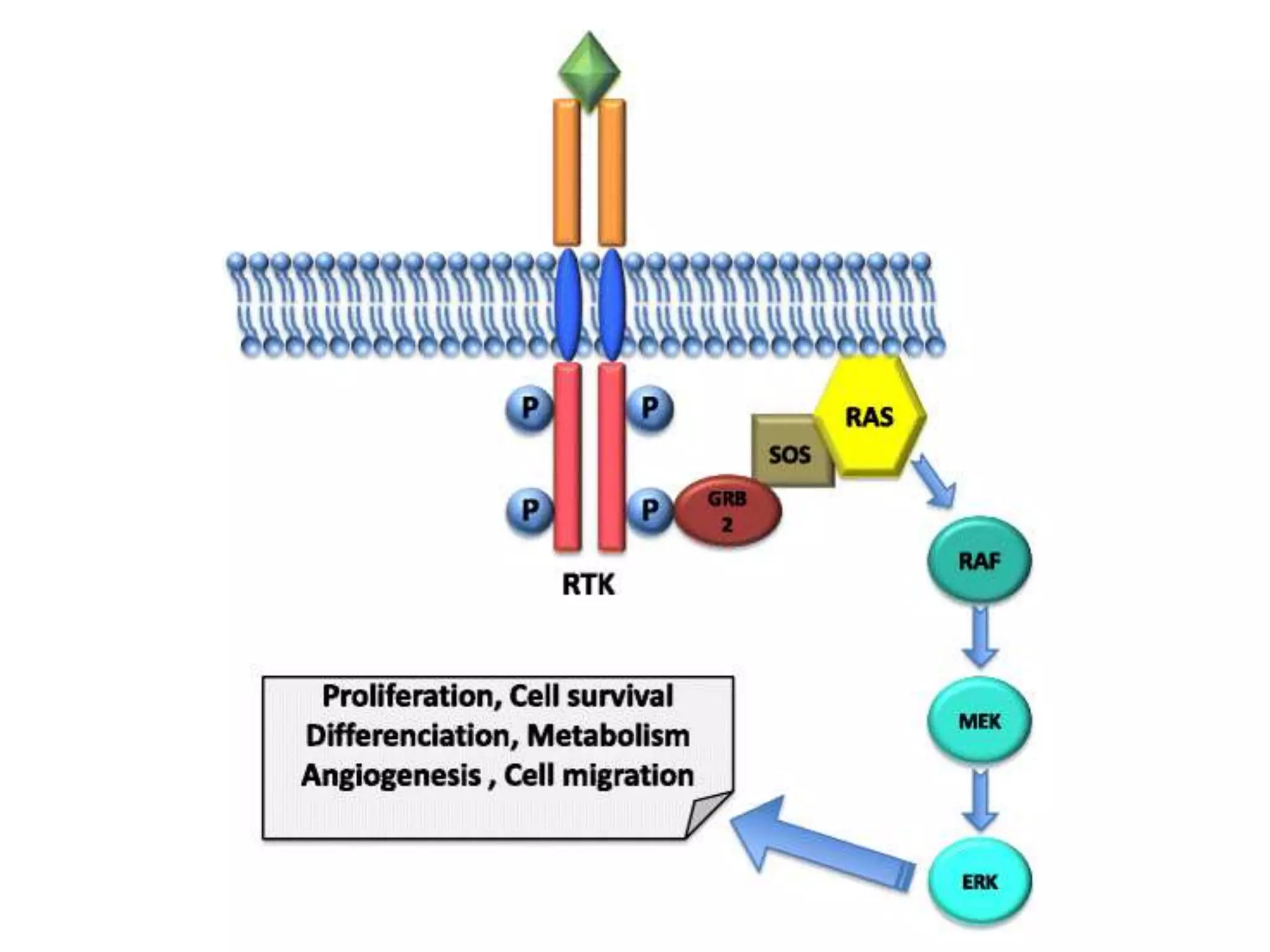Chemical Signalling.pptx