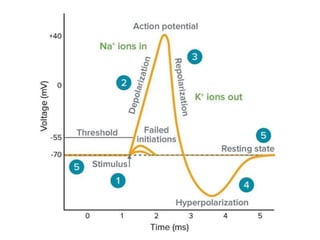 Chemical Signalling.pptx