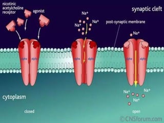 Chemical Signalling.pptx