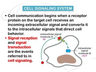 Chemical signals | PPTX