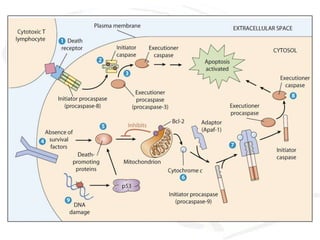 Chemical signals | PPTX