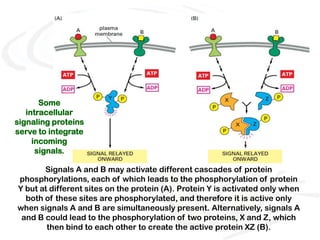 Chemical signals | PPT