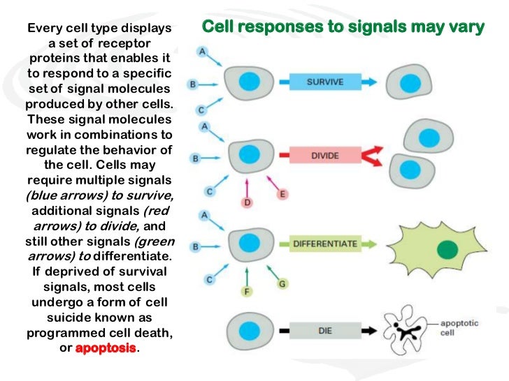 Chemical signals