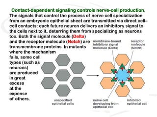 Chemical signals | PPTX