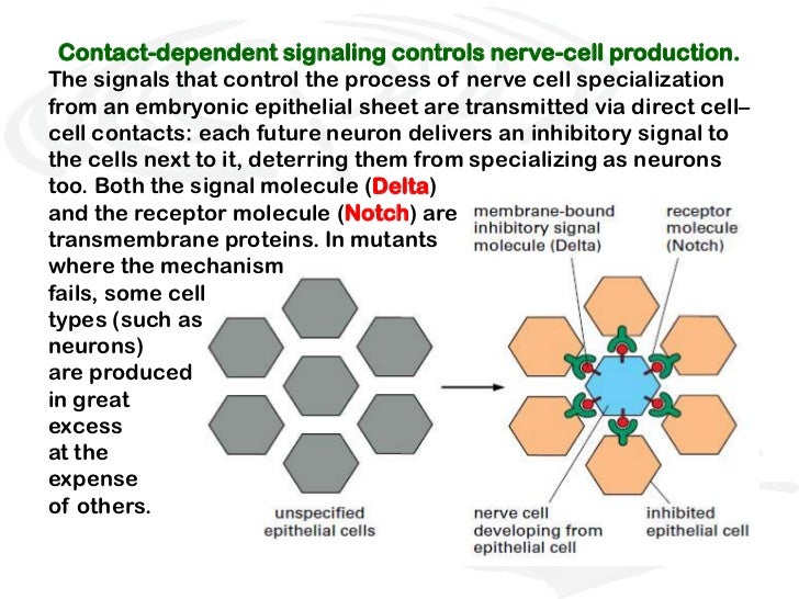 Chemical signals
