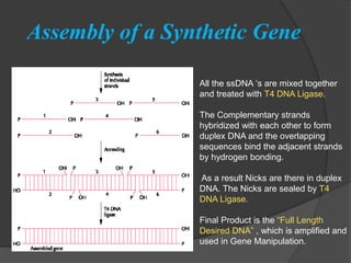 Chemical synthesis of DNA By Prabhu Thirusangu | PPTX