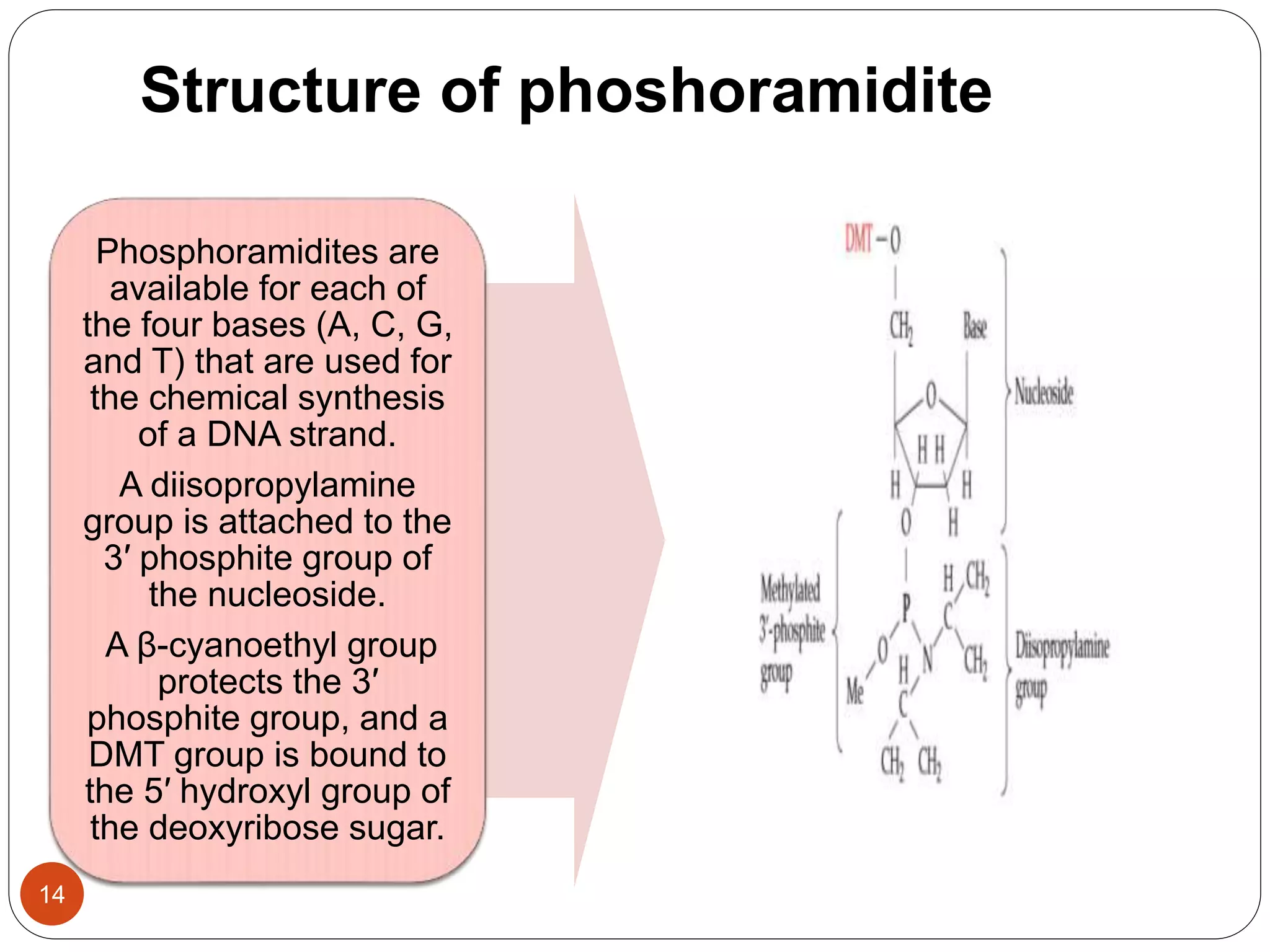 Chemical synthesis of dna | PPTX