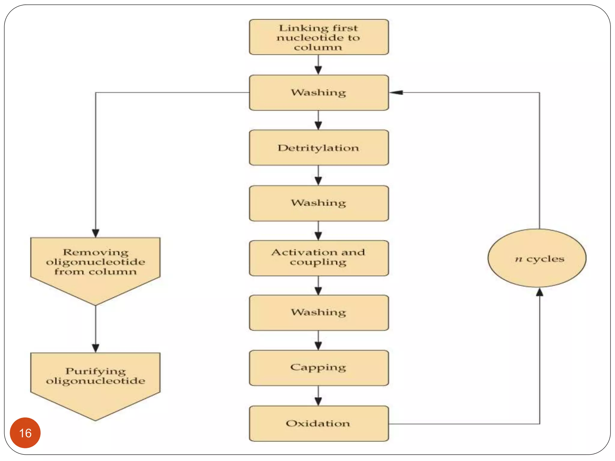 Chemical synthesis of dna | PPTX