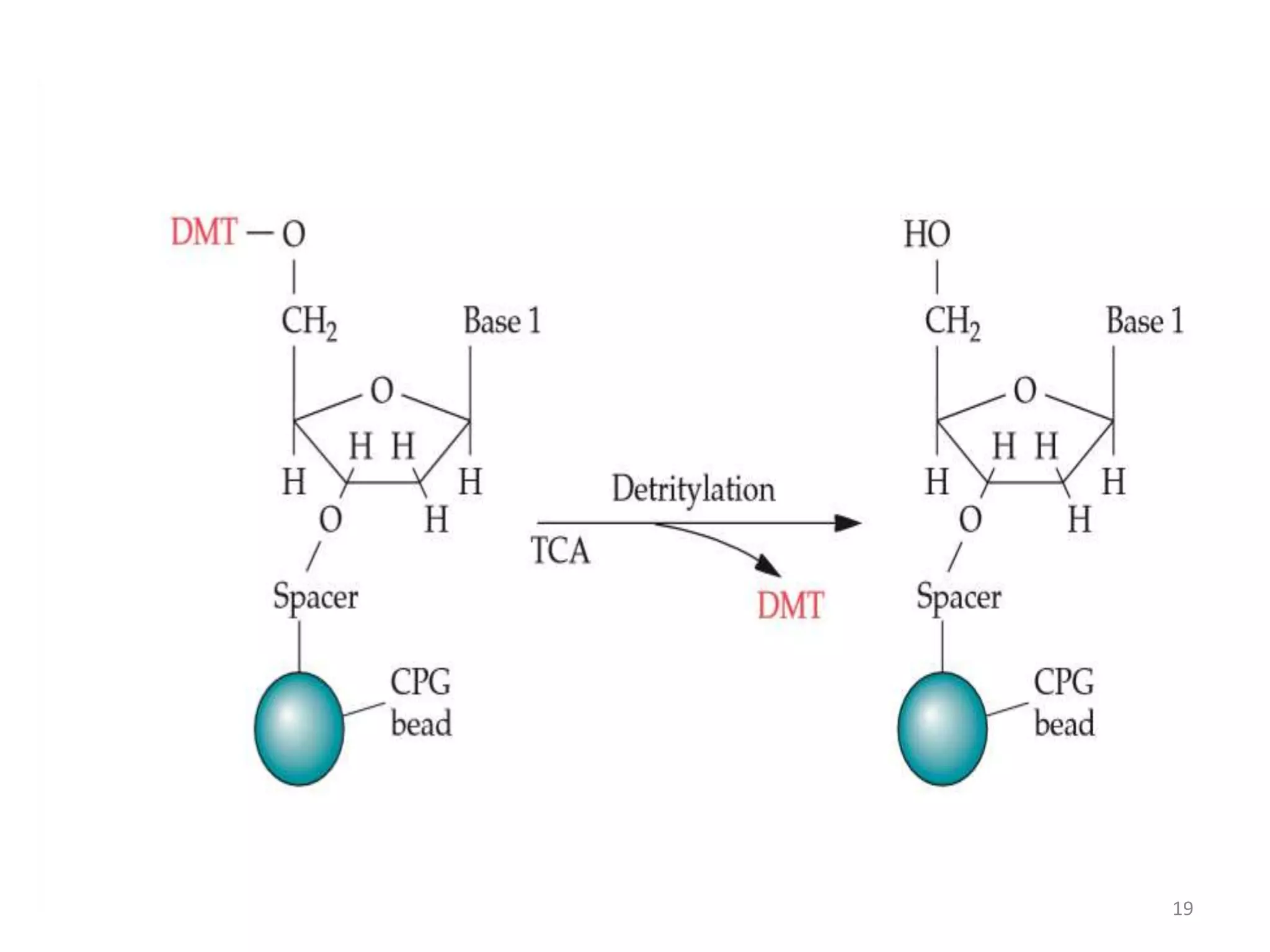 Chemical synthesis of dna | PPTX