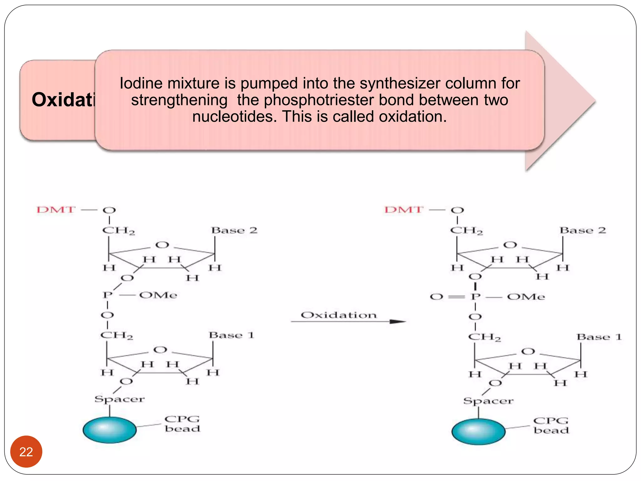 Chemical synthesis of dna | PPTX