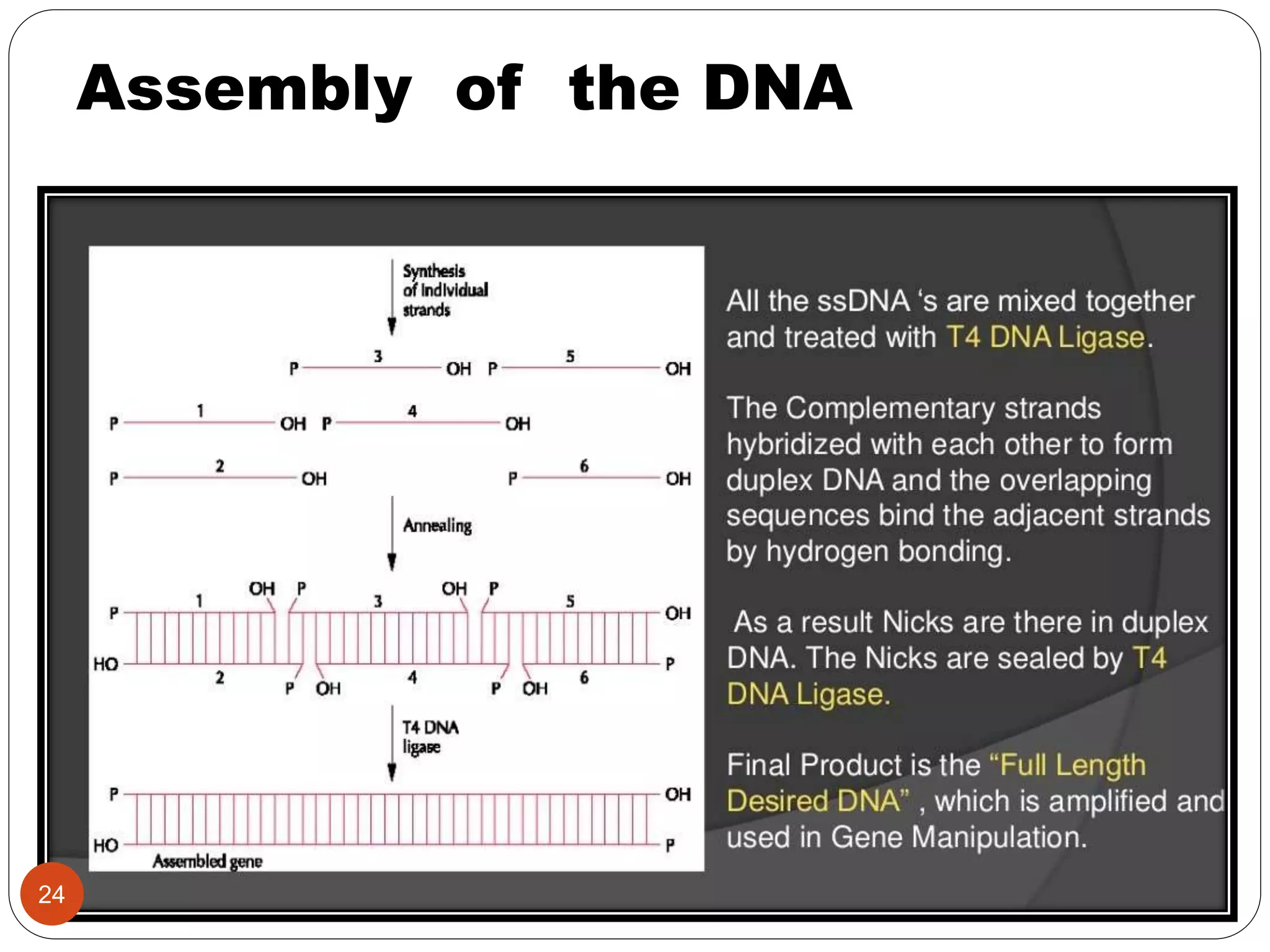 Chemical synthesis of dna | PPTX