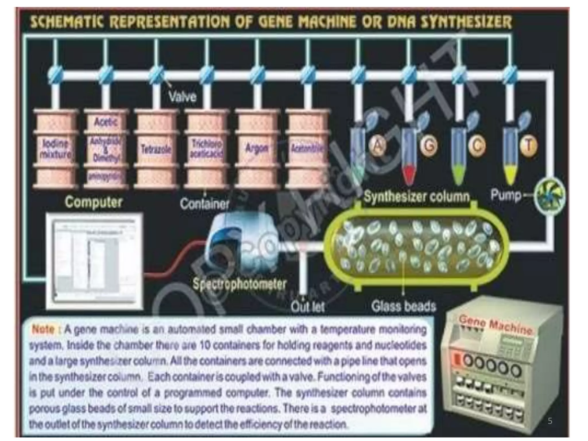 Chemical synthesis of dna | PPTX