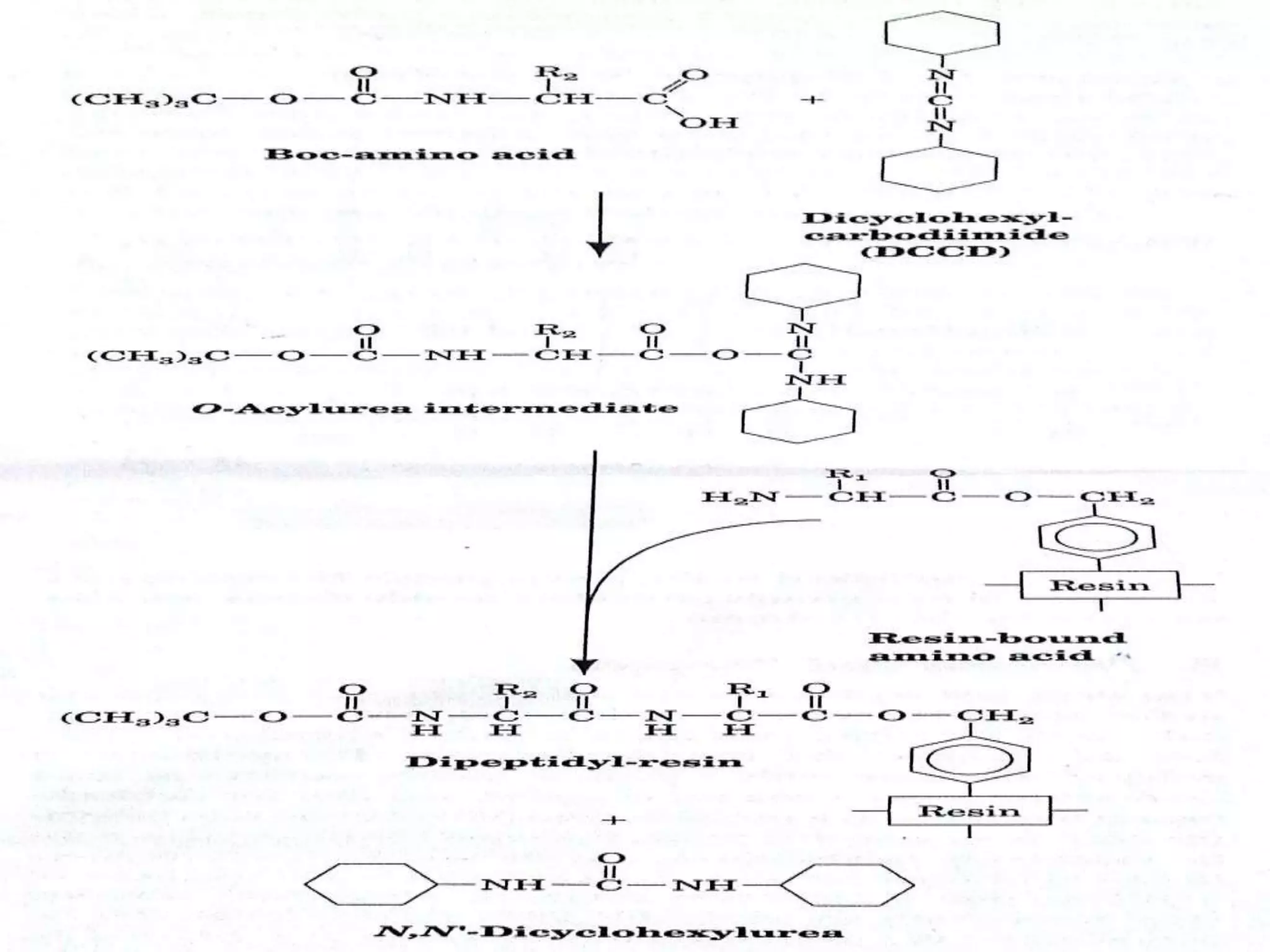 Chemical synthesis of polypetide presentation (1) | PPT