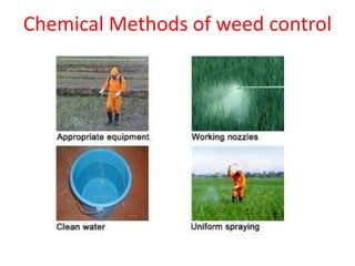 Chemical weed control | PPTX