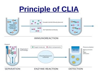 Chemiluminescence assay | PDF