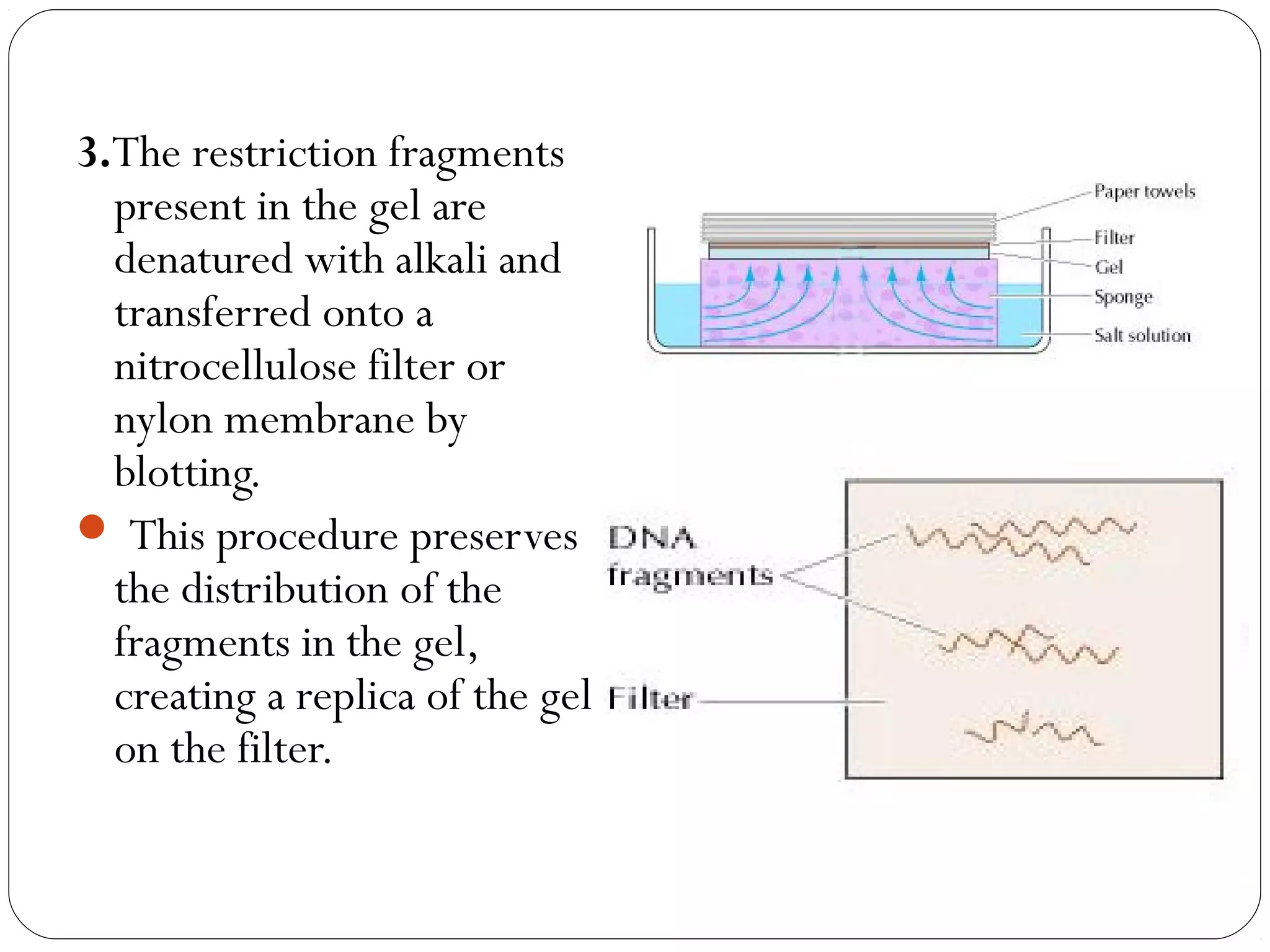 Chemiluminescence Immunoassay (CLIA) Technique | PPT