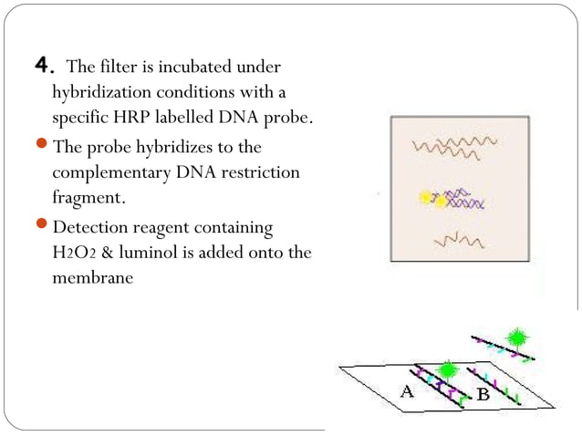 Chemiluminescence Immunoassay (CLIA) Technique | PPT
