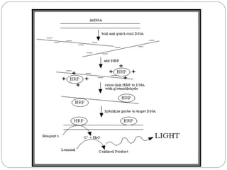 Chemiluminescence Immunoassay (CLIA) Technique | PPT