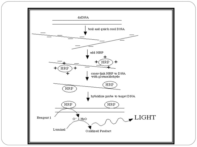 Chemiluminescence Immunoassay (CLIA) Technique | PPT