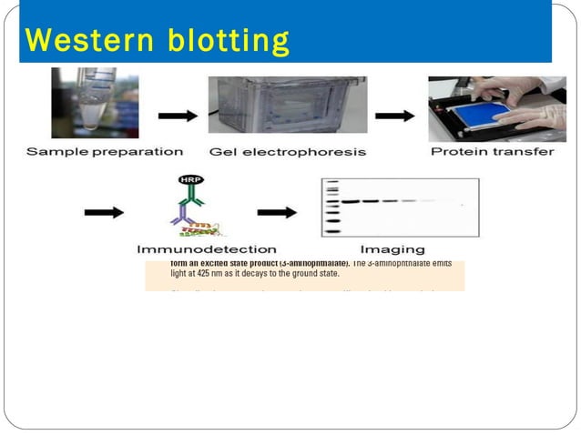 Chemiluminescence Immunoassay (CLIA) Technique | PPT