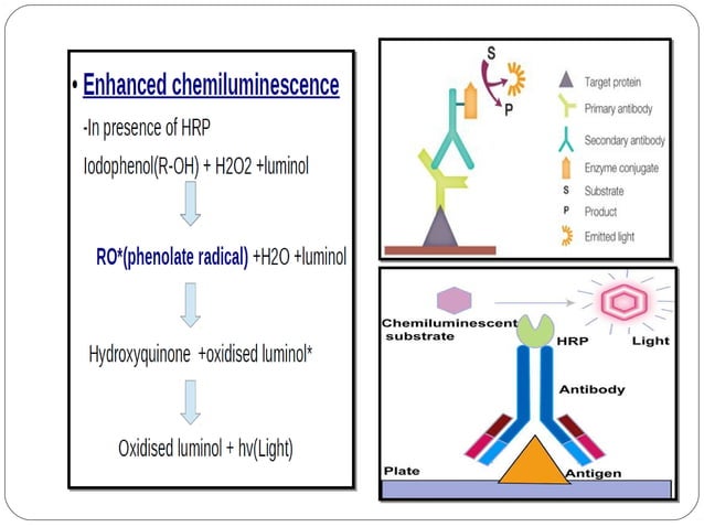 Chemiluminescence Immunoassay (CLIA) Technique
