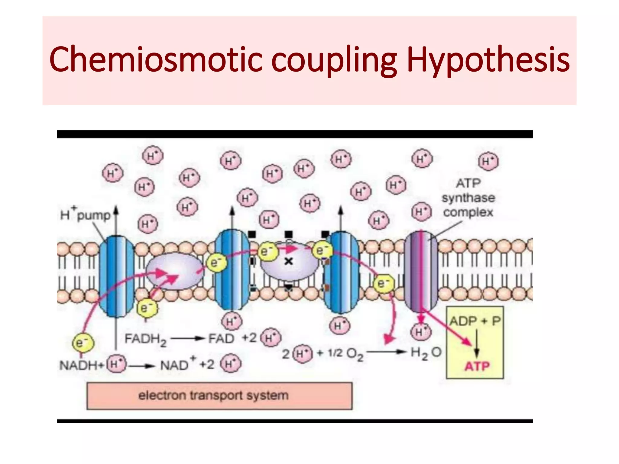 Chemiosmotic regeneration of ATP during respiration, fo f1 model of ...