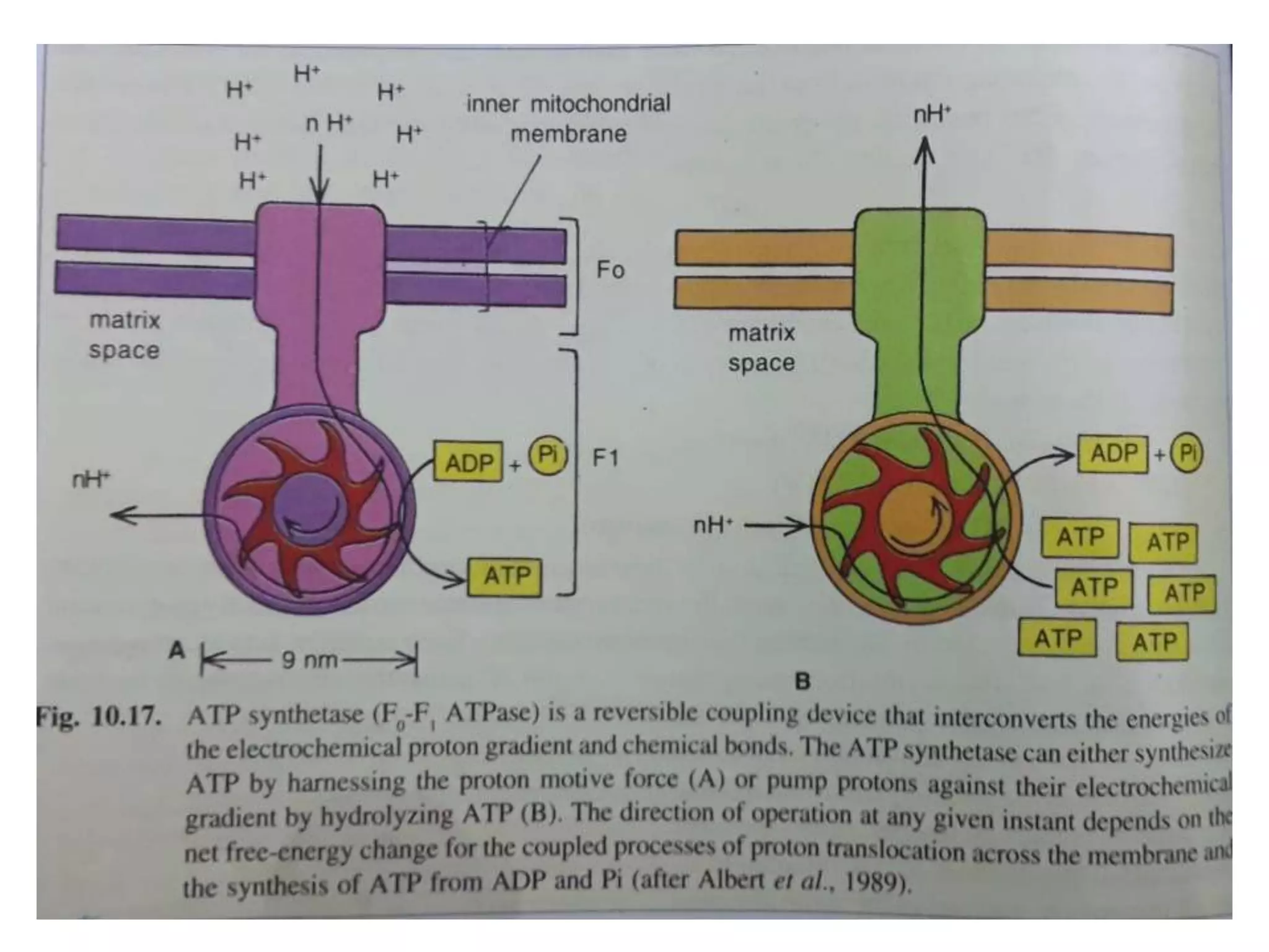 Chemiosmotic regeneration of ATP during respiration, fo f1 model of ...