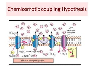 Chemiosmotic regeneration of ATP during respiration, fo f1 model of ...