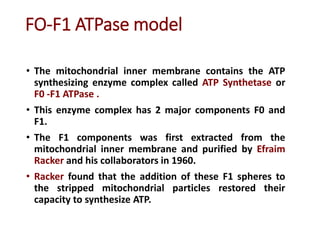 Chemiosmotic regeneration of ATP during respiration, fo f1 model of ...