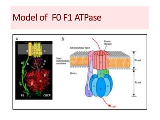 Chemiosmotic regeneration of ATP during respiration, fo f1 model of ...