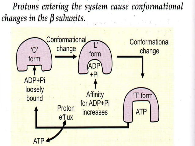 Chemiosmotic theory | PPT | Chemistry | Science