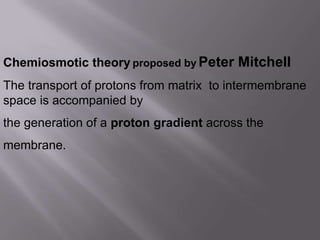 Chemiosmotic theory | PPT