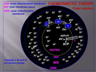 Chemiosmotic theory | PPT