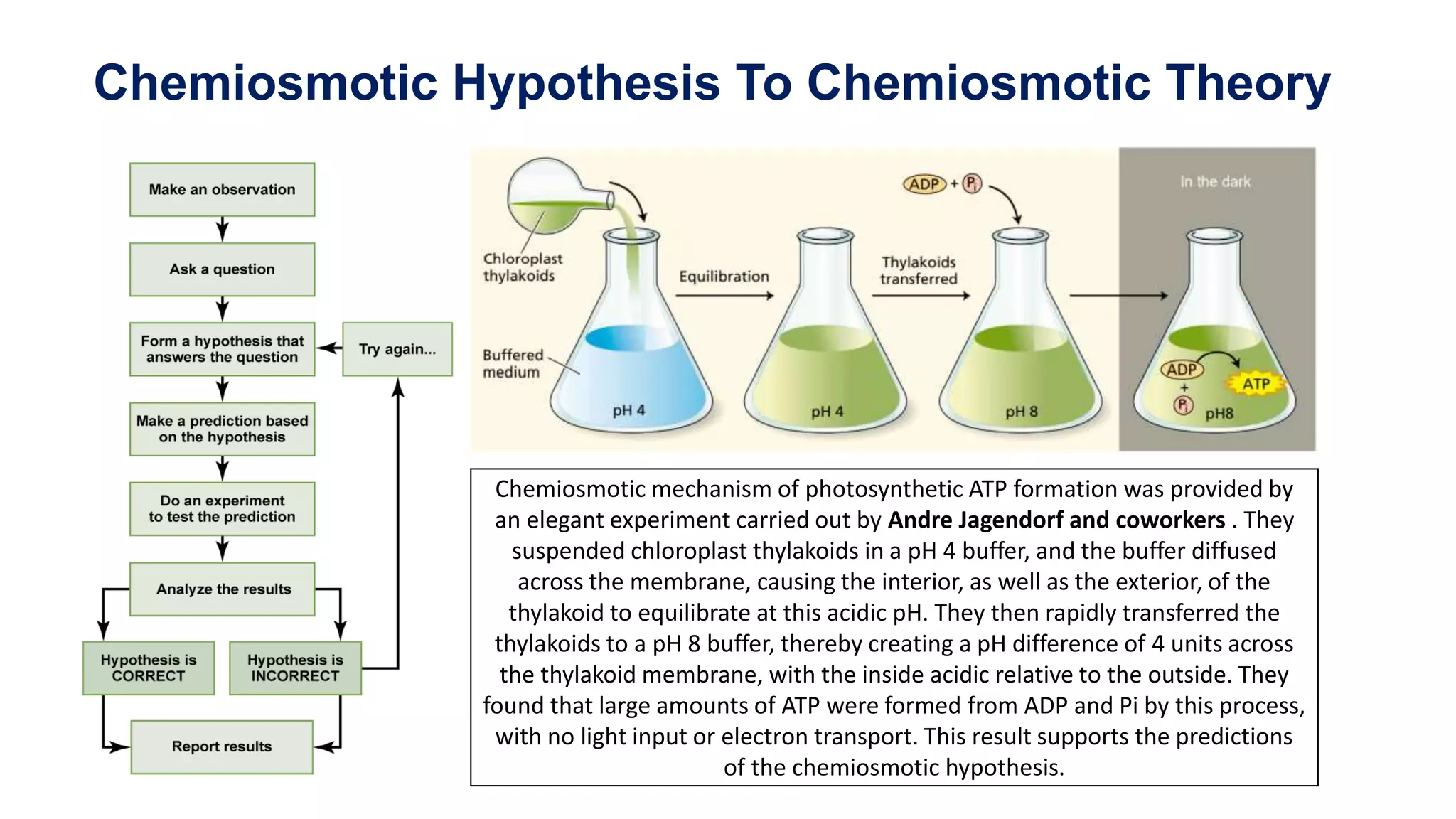 Chemiosmotic Theory | PPTX