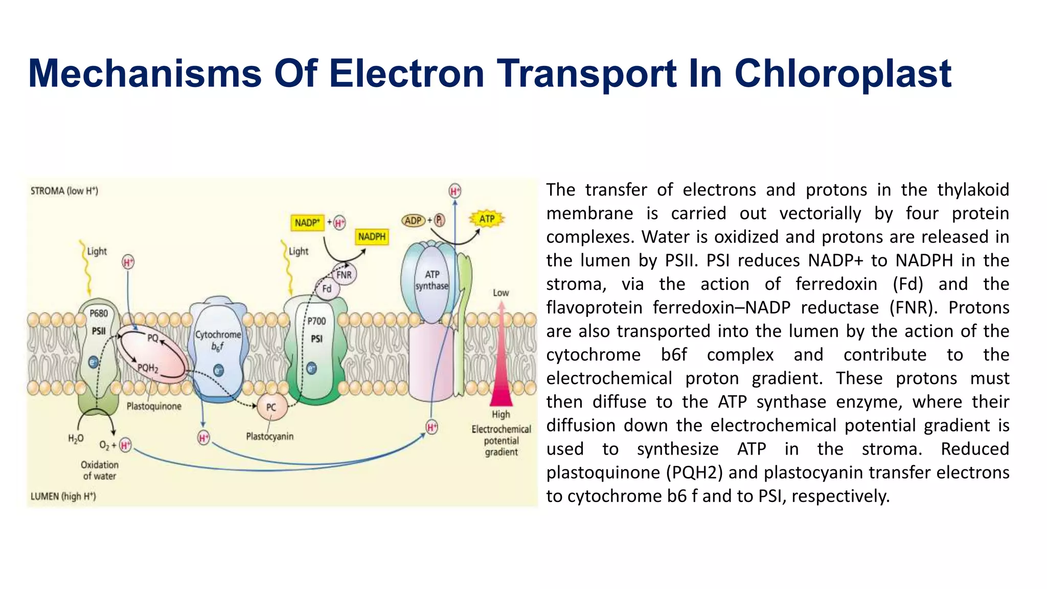 Chemiosmotic Theory | PPTX